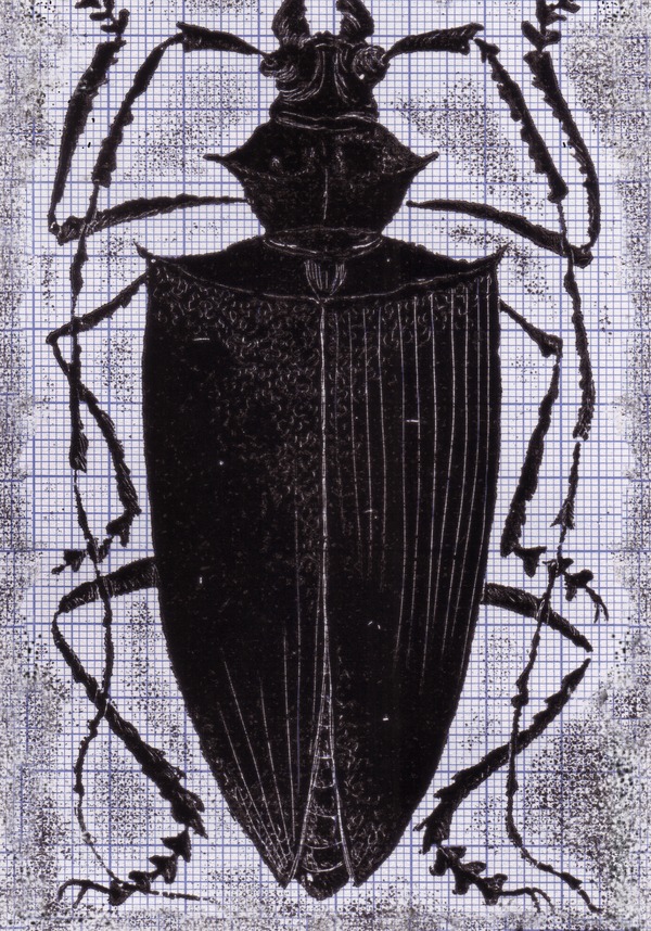 Black Beetle Insect Drawing