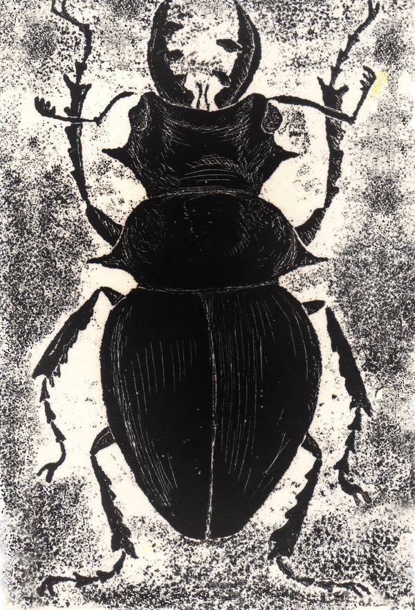 Black Beetle Insect Drawing