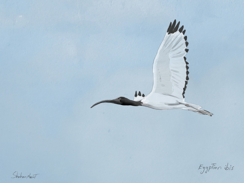 Egyptian Ibis by Shahar Navot on Artfully Walls | Artfully Walls