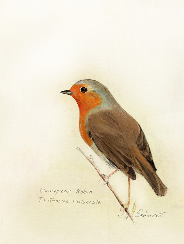 European Robin by Shahar Navot on Artfully Walls | Artfully Walls