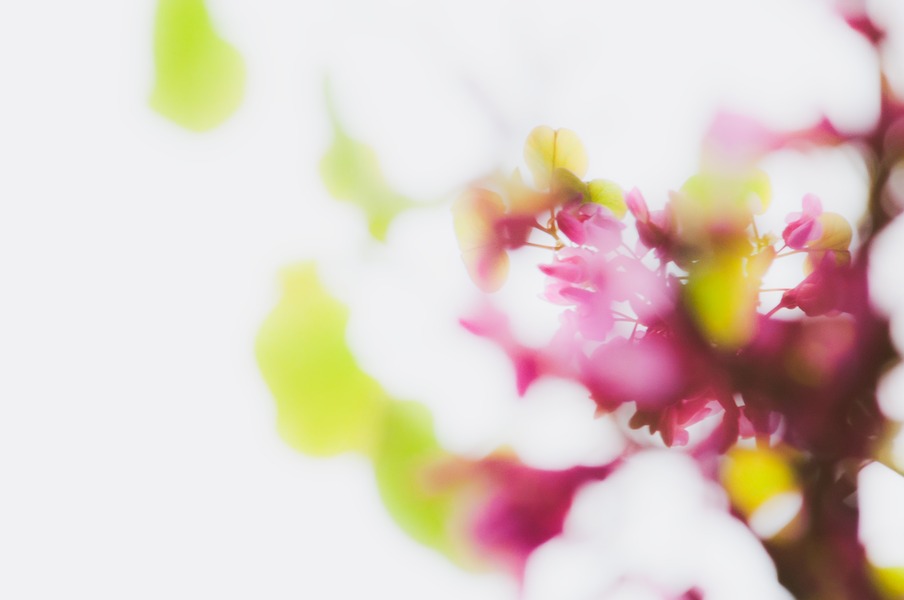 Soft Spring by Marielle Solan on Artfully Walls | Artfully Walls