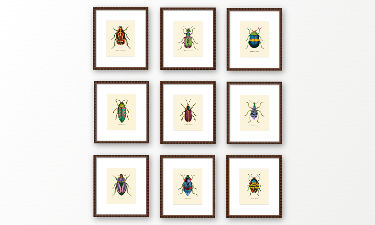 Bugs Galore | Artfully Walls
