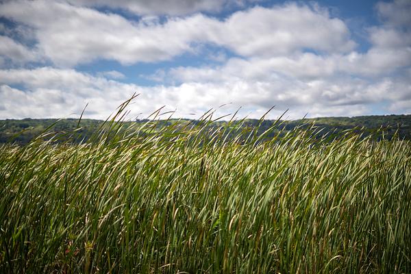 Reeds in the Marshlands by Jon Kopacz on Artfully Walls | Artfully Walls