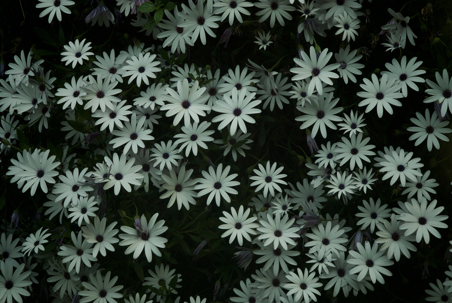Delicate Daisies by Matt Gragg on Artfully Walls | Artfully Walls