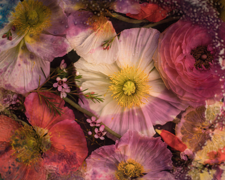 Pastel Poppy by Leah McLean on Artfully Walls | Artfully Walls