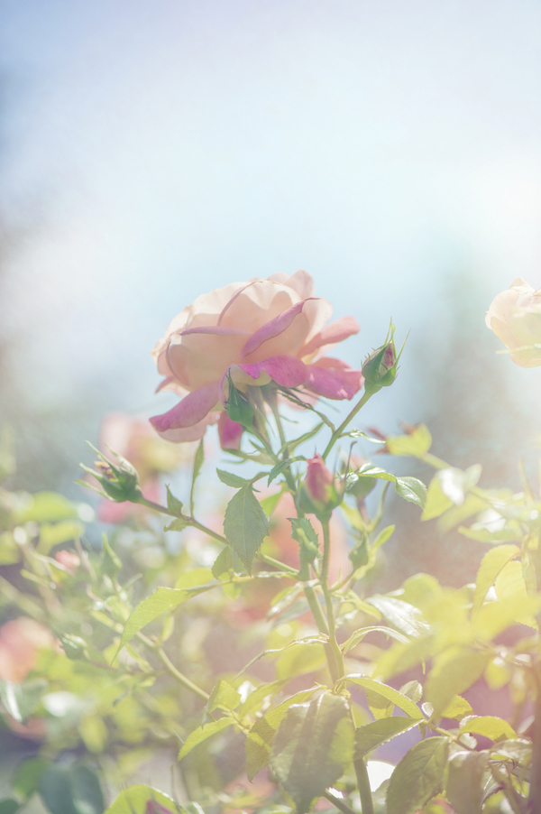 Rose Bush by Lynann Colligan on Artfully Walls | Artfully Walls