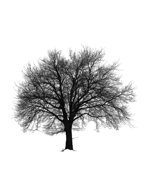 Five Leaves Left (Oak Tree) by Todd Schulz on Artfully Walls | Artfully ...