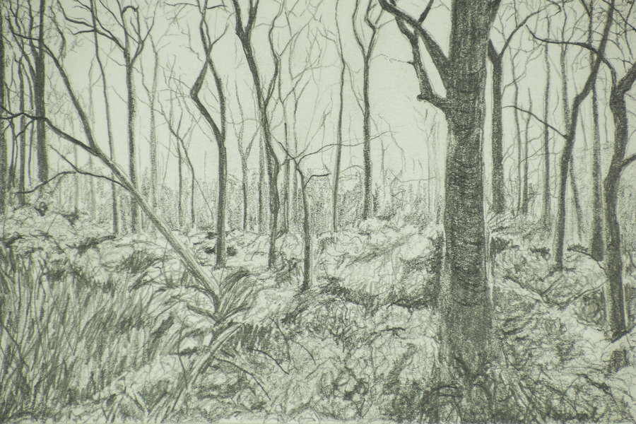 Dead Forest Drawing