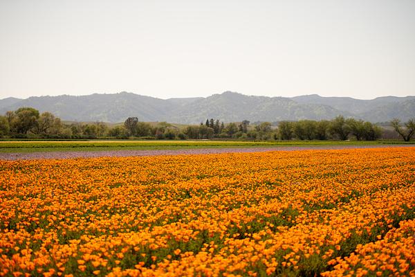 wild field by Crystal Lynn Collins on Artfully Walls | Artfully Walls