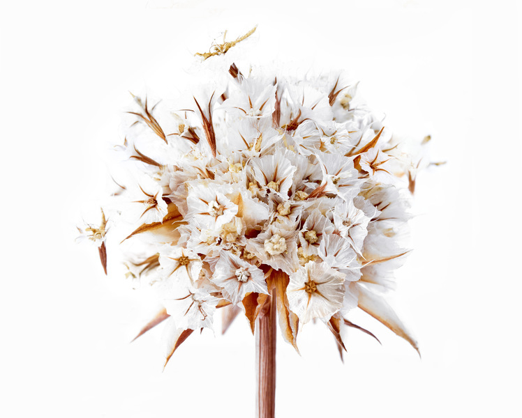 Dispersal: Sea thrift (Armeria pseudarmeria) by Anna Laurent on ...