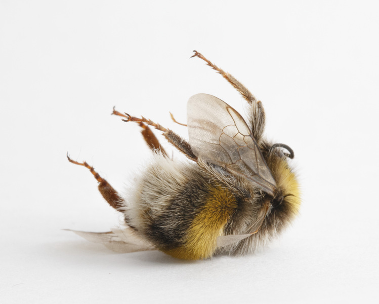Bumble bee II by Anna Laurent on Artfully Walls | Artfully Walls