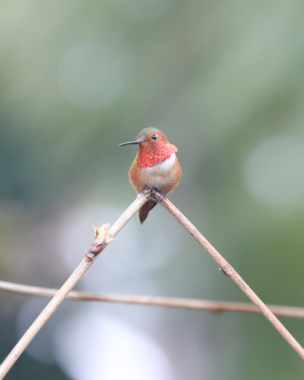 Hummingbird Iridescent Orange by Kai Peysha on Artfully Walls ...