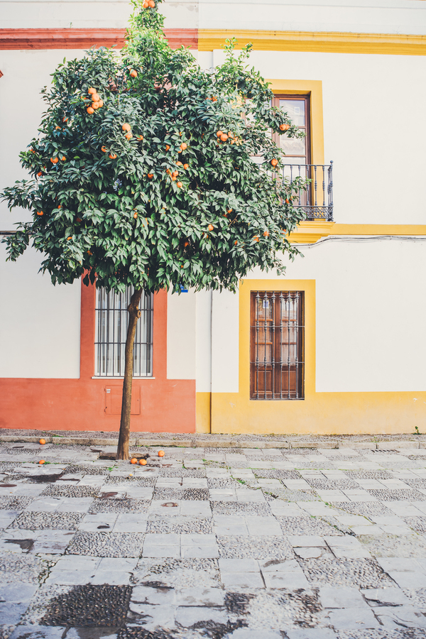 Orange Tree Archicture by Patrycja Polechonska on Artfully Walls ...