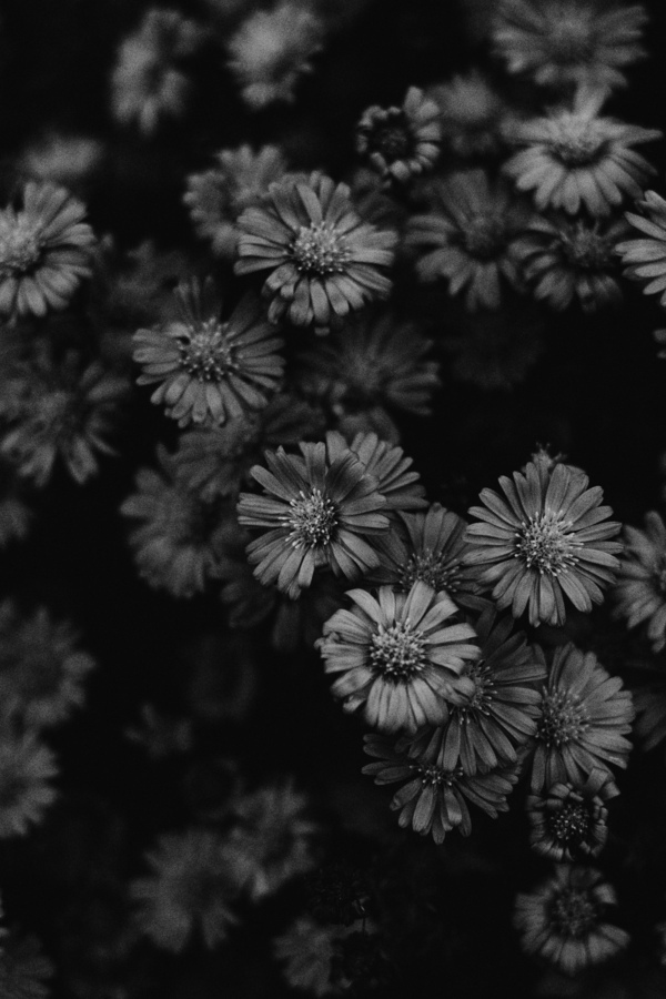 Spring in black and white by Aimee Giles on Artfully Walls | Artfully Walls