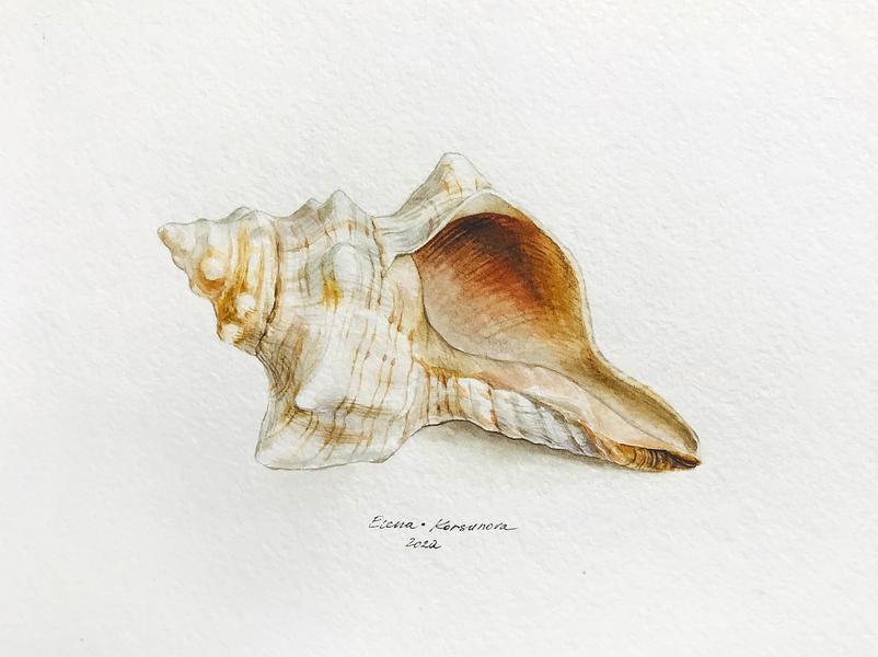 Sea clam shell by Elena Korsunova on Artfully Walls | Artfully Walls