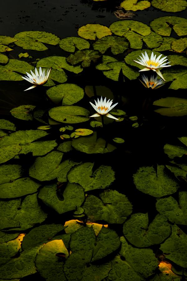 Water Lilies by Matt Gragg on Artfully Walls | Artfully Walls