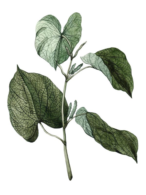 Kava by Anna Farba on Artfully Walls | Artfully Walls