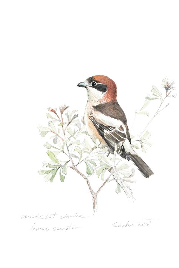 Woodchat shrike bird by Shahar Navot on Artfully Walls | Artfully Walls