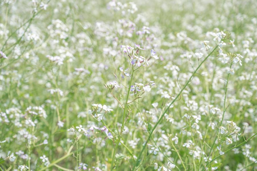 Wild white radish flowers in a green meadow. by Christa Stroo on ...