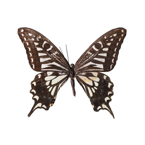 Gossamer Grace by Assaf Frank on Artfully Walls | Artfully Walls