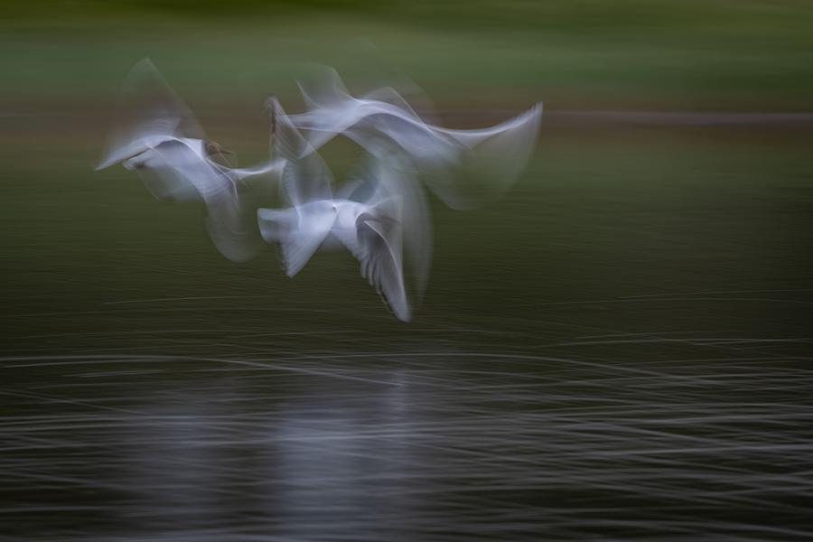 Wing beats by Robert Canis on Artfully Walls | Artfully Walls