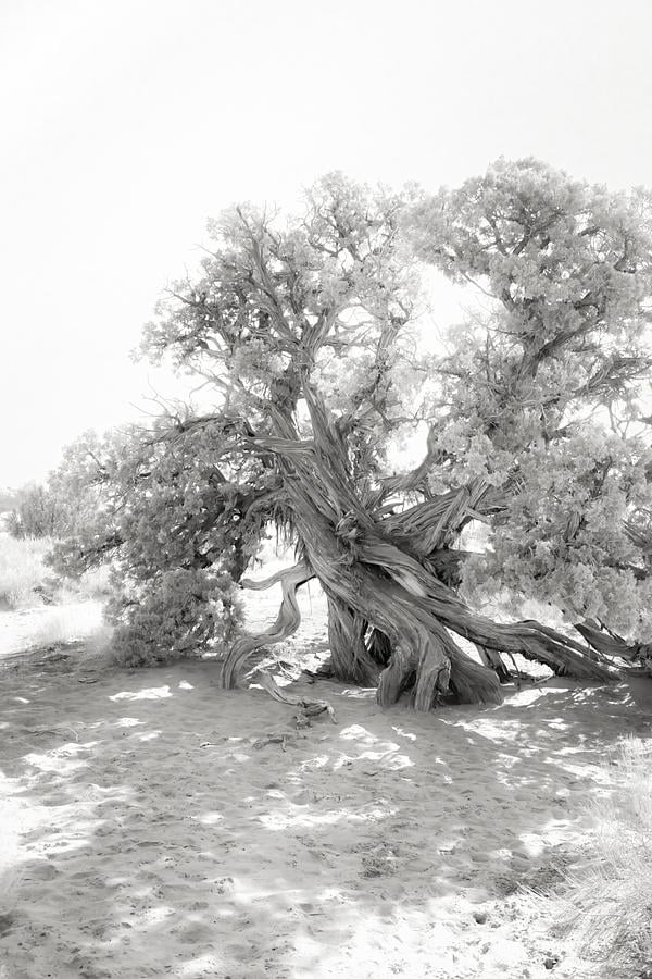 Stand Strong by Courtney Crane on Artfully Walls | Artfully Walls