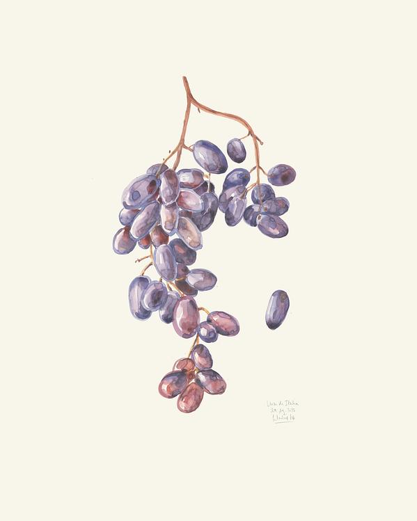 Red Grapes watercolor by Catalina Somolinos on Artfully Walls ...