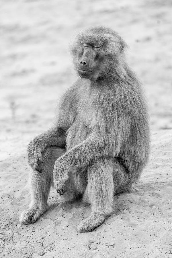 Pensive Baboon Sitting in Thoughtful Pose by Femke Ketelaar on Artfully ...
