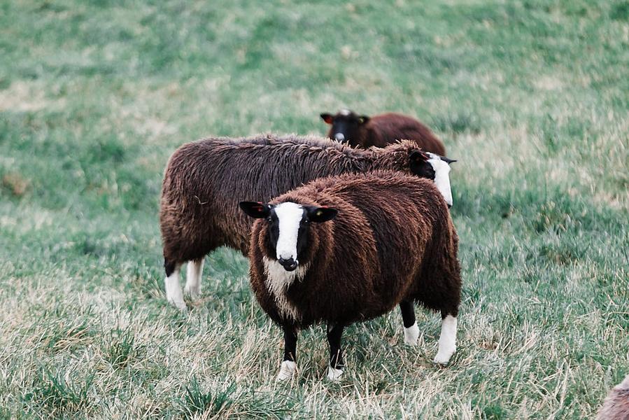 Andrea Elmore | Artfully Walls