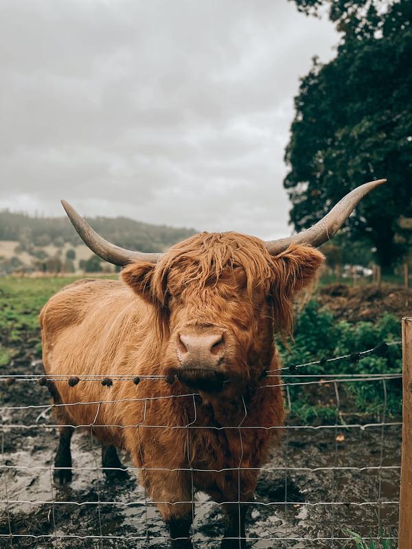 Highland Coo by Alison Holcomb on Artfully Walls | Artfully Walls