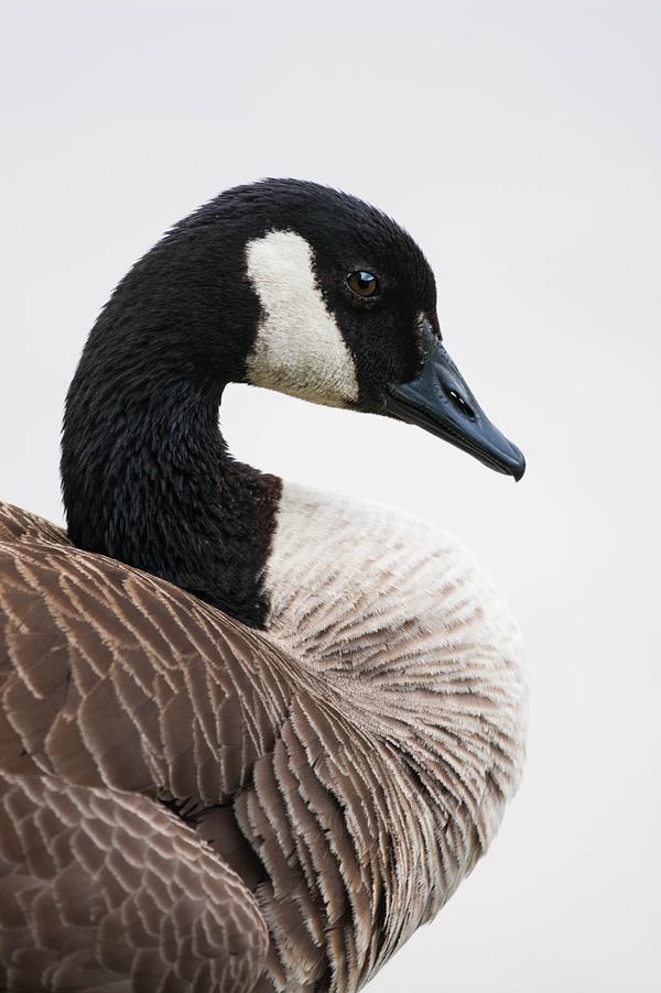 Canada Goose Portrait by Kari Post on Artfully Walls | Artfully Walls