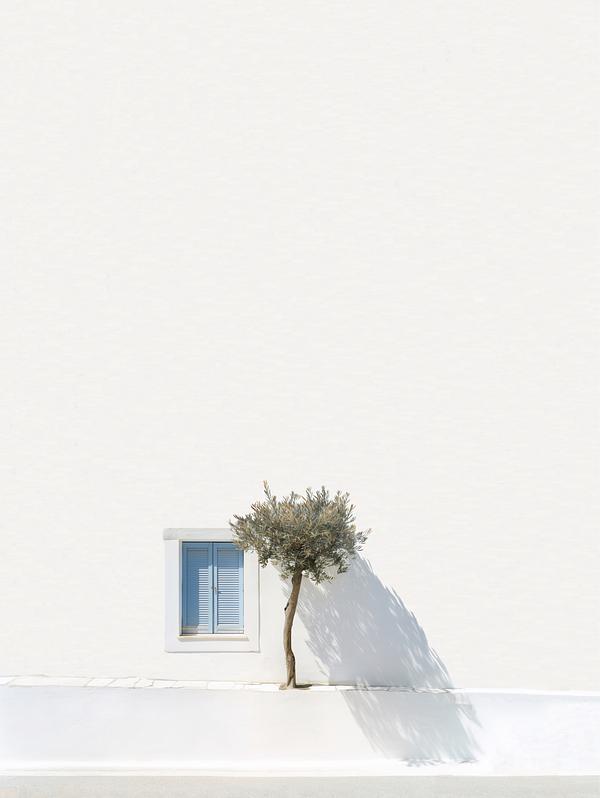 Greek tree by Marcus Cederberg on Artfully Walls | Artfully Walls
