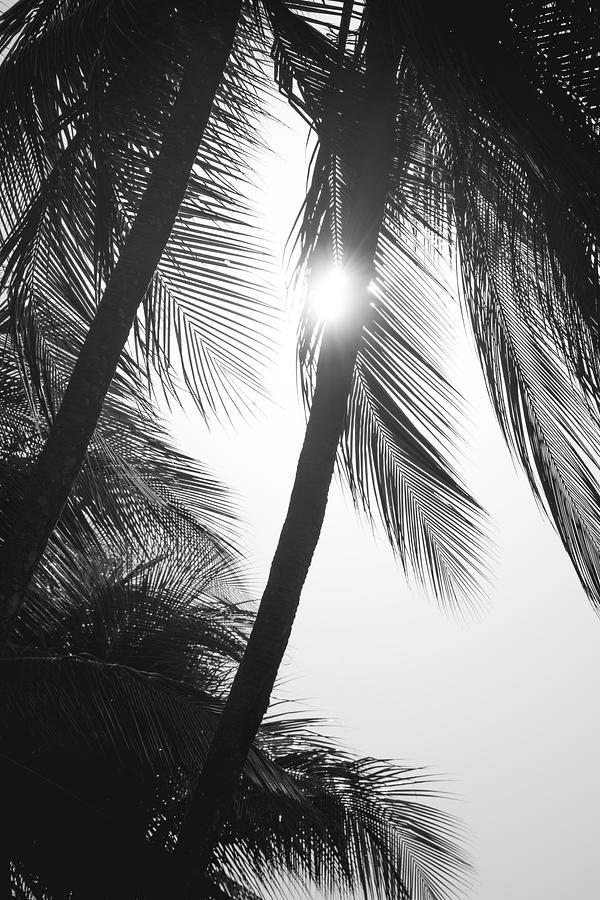 Black and White Palm Trees with Sunlight Glow by Femke Ketelaar on ...